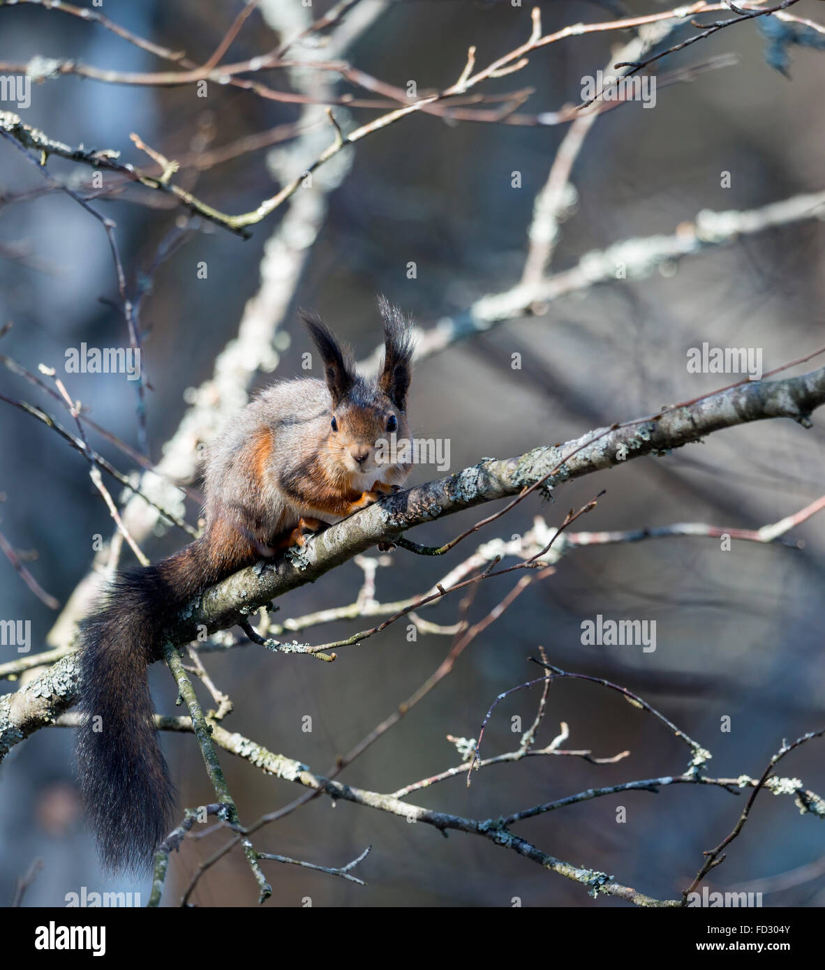 Varmland sweden animal hi-res stock photography and images - Alamy