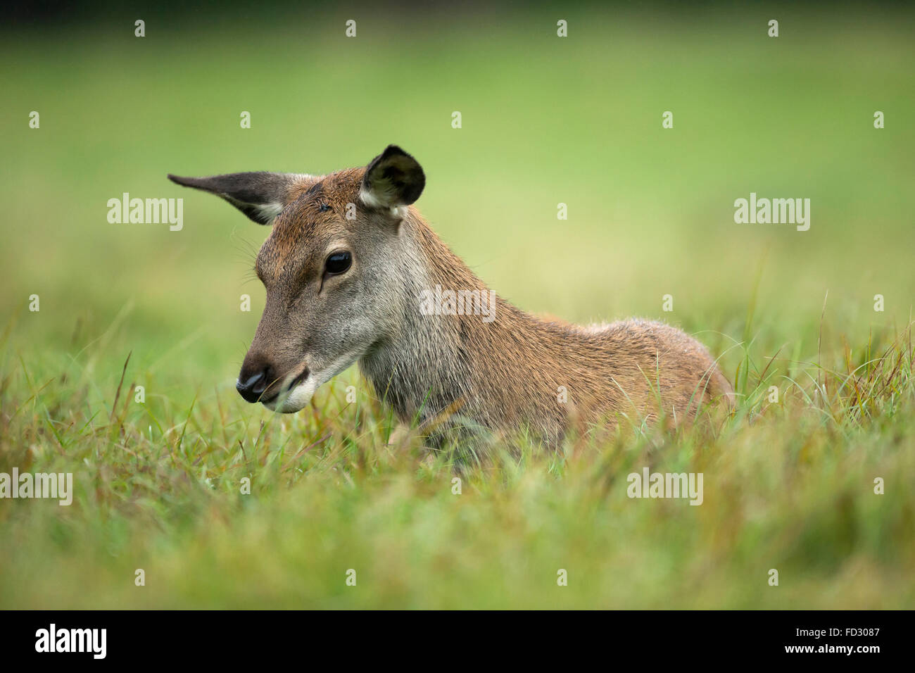 Deer laying down hi-res stock photography and images - Alamy