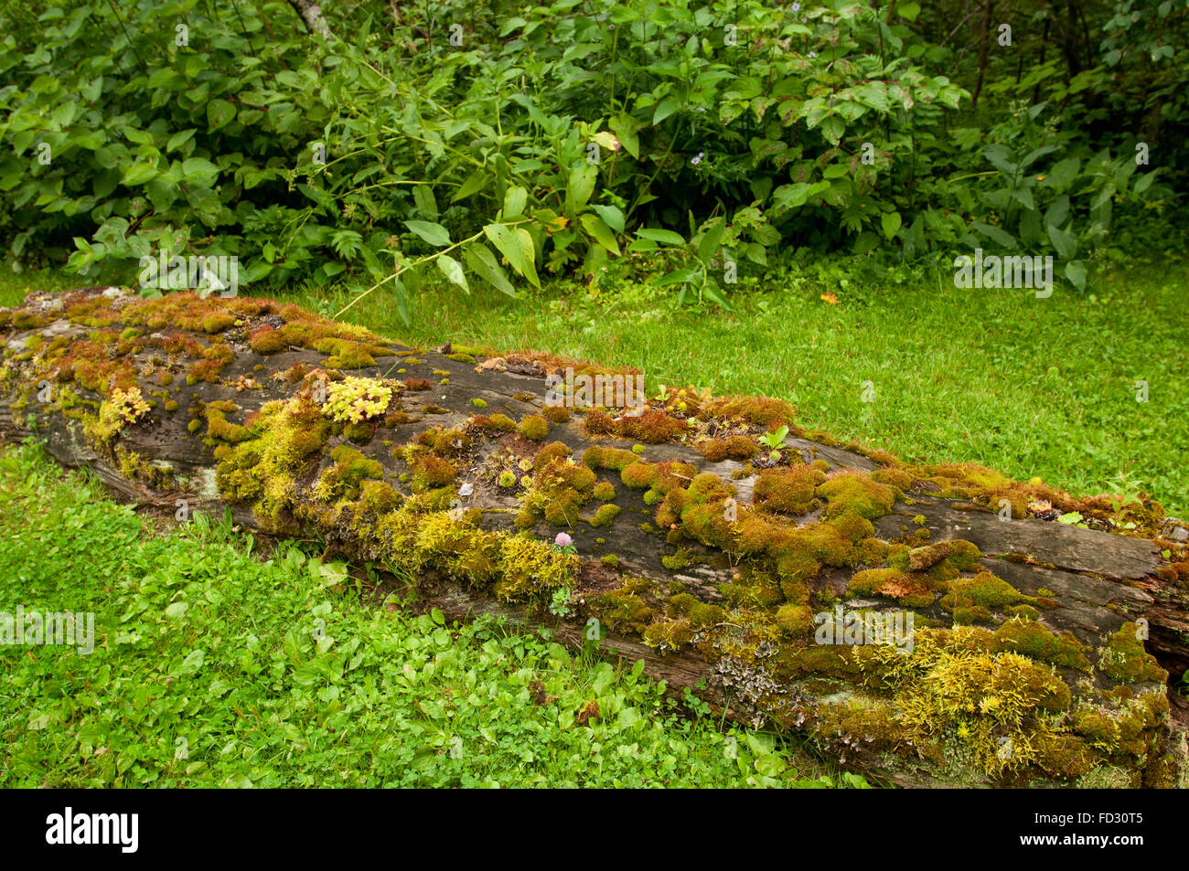 Metis canada hi-res stock photography and images - Alamy