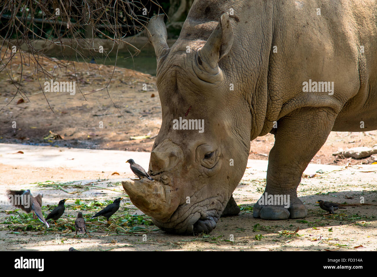 Close Up View of Rhinoceros Eating With Birds Stock Photo - Alamy