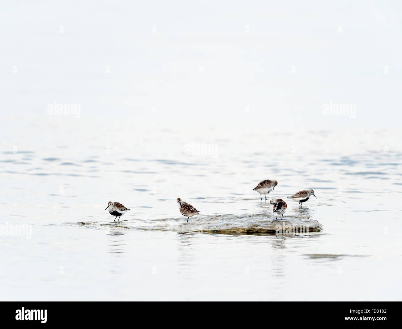 Red backed bird hi-res stock photography and images - Alamy