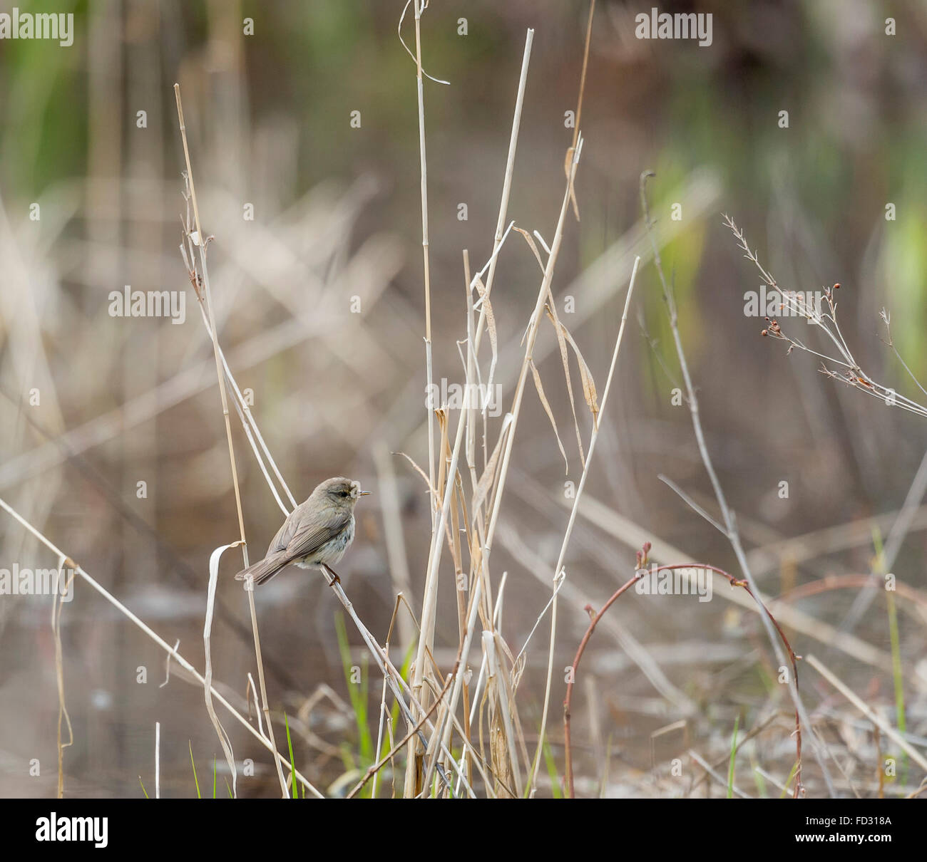 Chiff chaff bird hi-res stock photography and images - Alamy