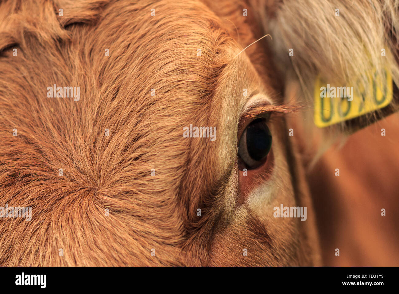 Norwegian Cow High Resolution Stock Photography and Images - Alamy