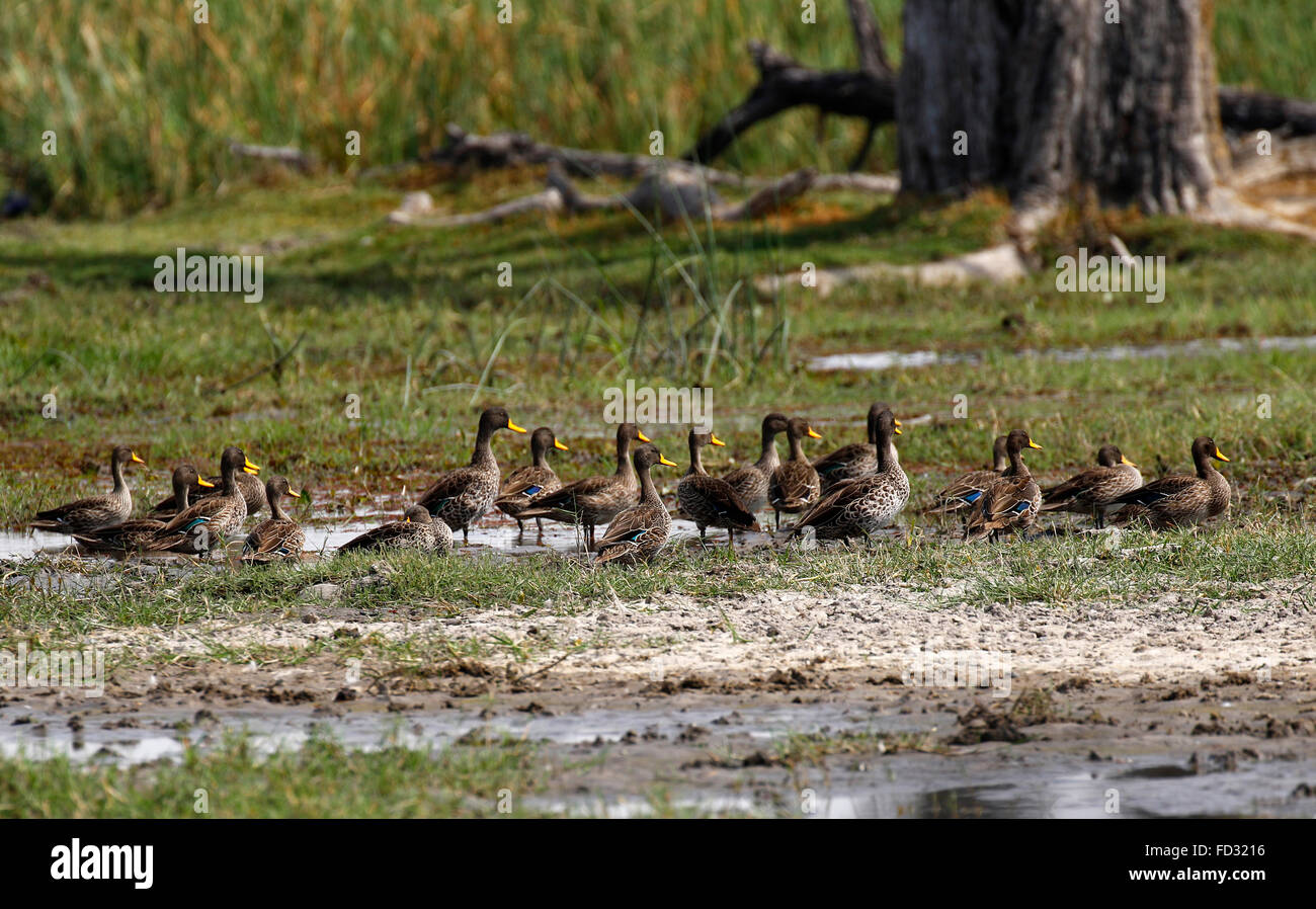 Flying & dabbling Yellow billed ducks on Dead Tree Island in Botswana ...