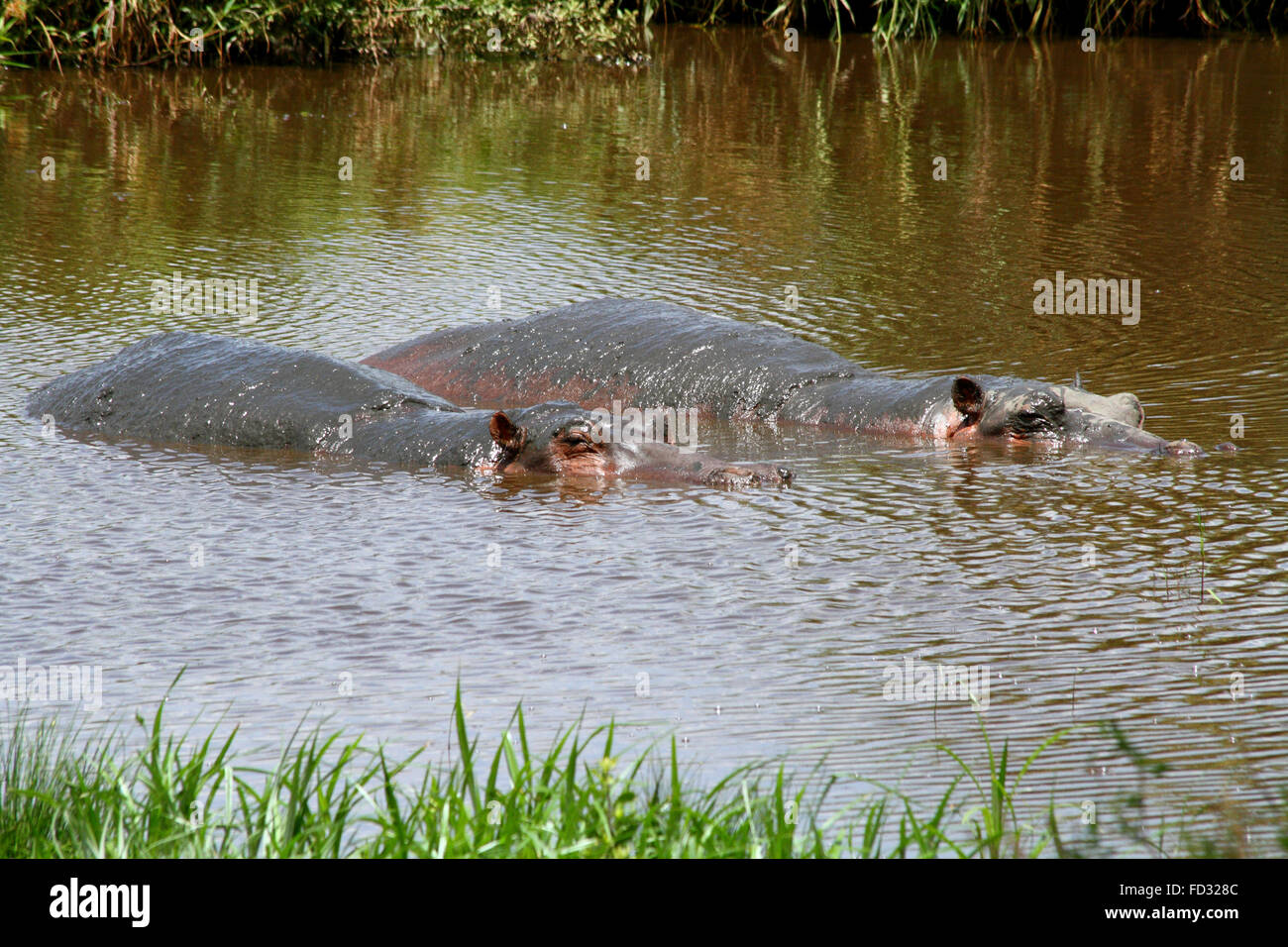 Gloria The Hippo Lying Down