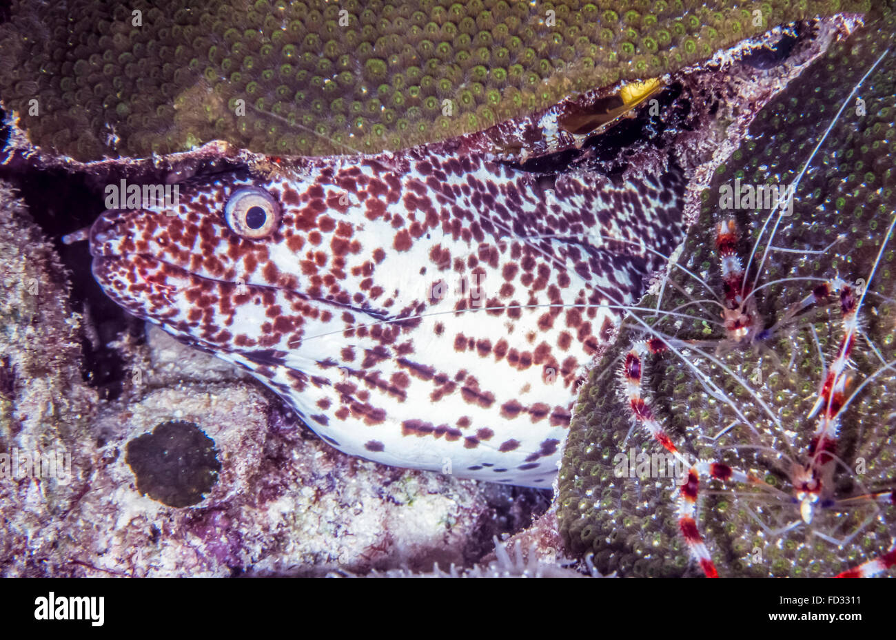 Decapod crustacean hi-res stock photography and images - Alamy