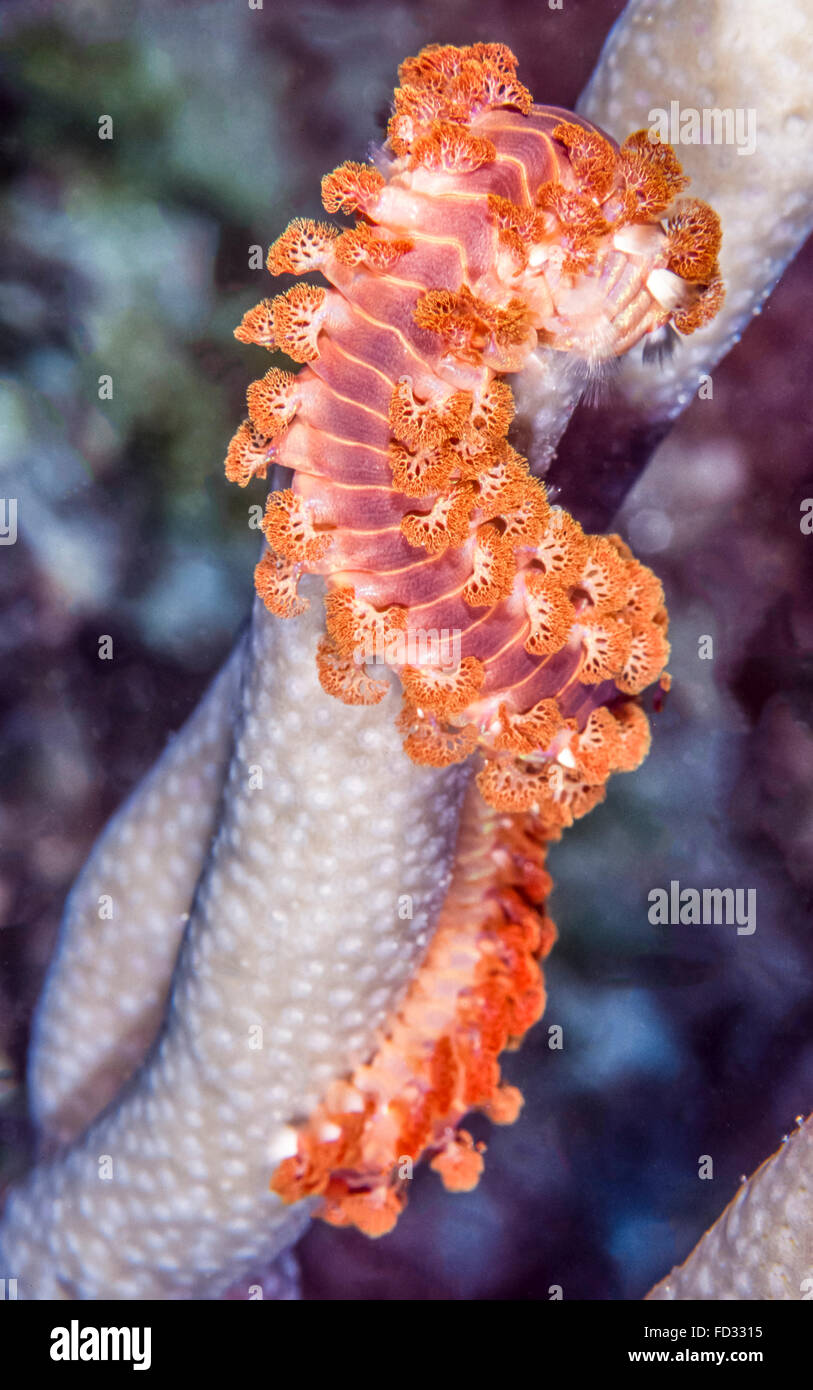 bearded fireworm, Hermodice carunculata, is a type of marine ...