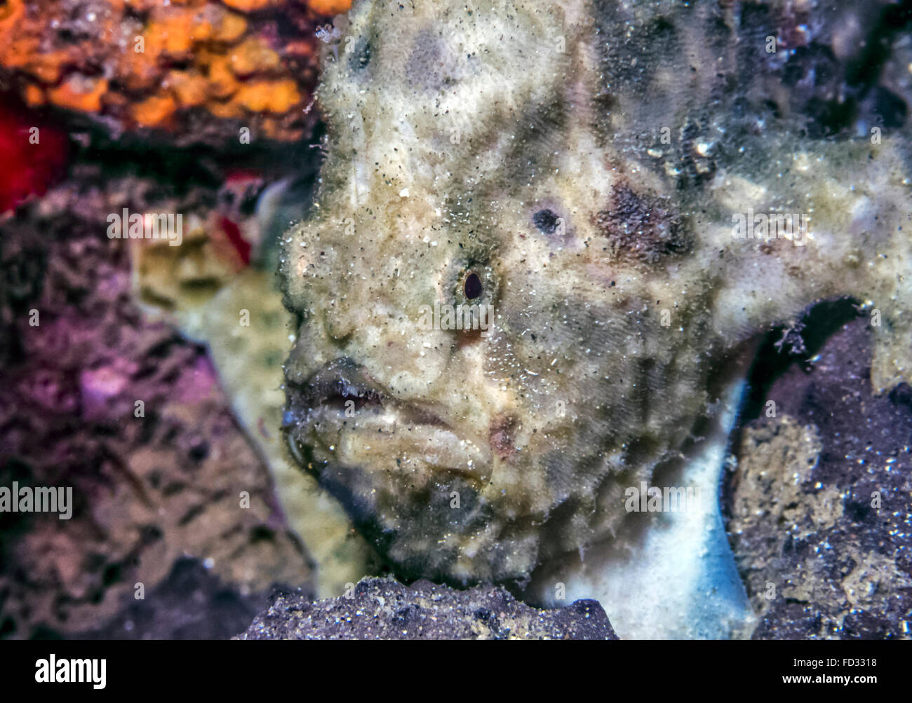 Frogfishes, family Antennariidae, are a type of anglerfish in the order ...