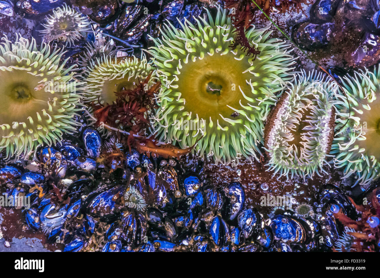 Anthopleura elegantissima, also known as the aggregating anemone or ...