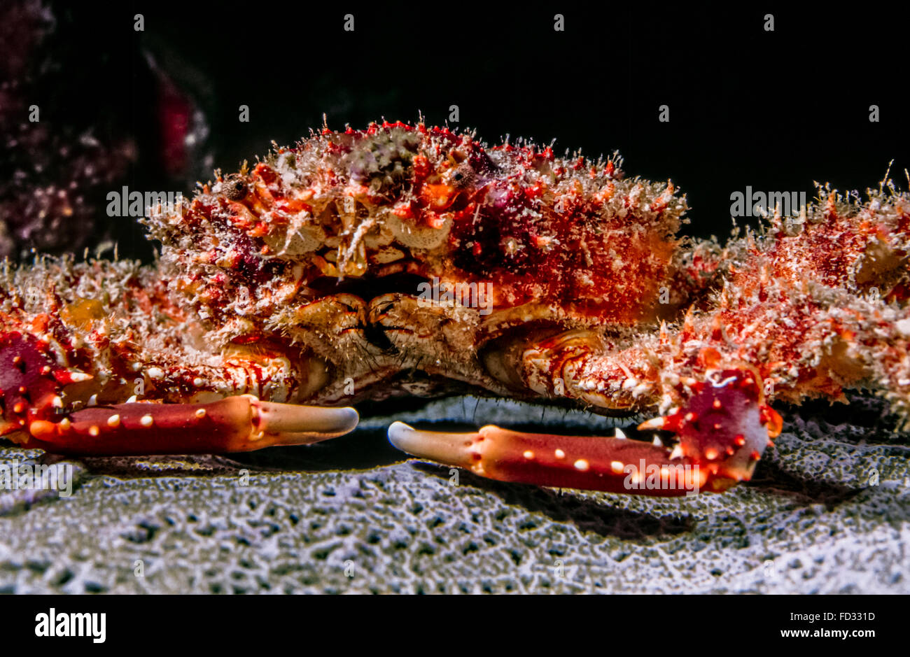 Mithrax spinosissimus, West Indian spider crab, channel clinging crab ...