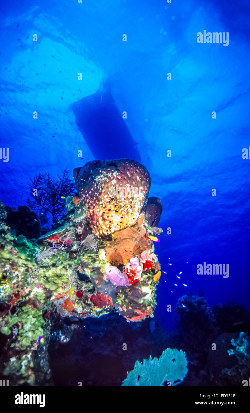 Coral reef view of dive boat from 100 feet underwater Stock Photo - Alamy