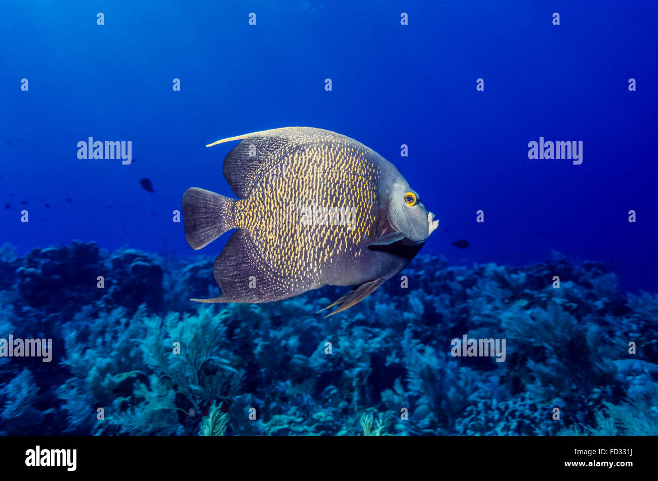 French angelfish, Pomacanthus paru, is a large angelfish of the family ...