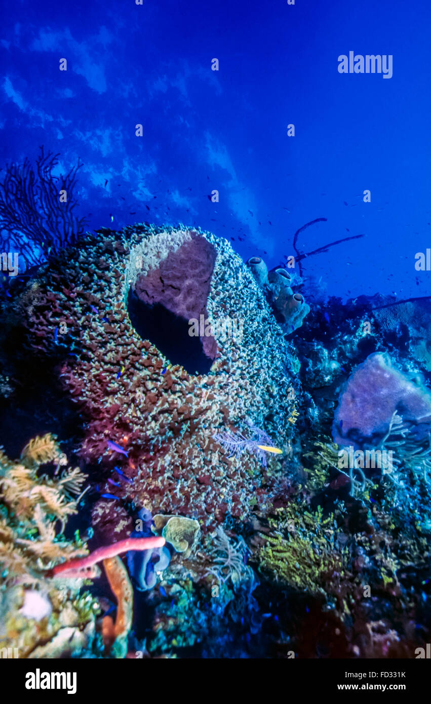 Xestospongia muta, commonly known as the giant barrel sponge, is one of ...
