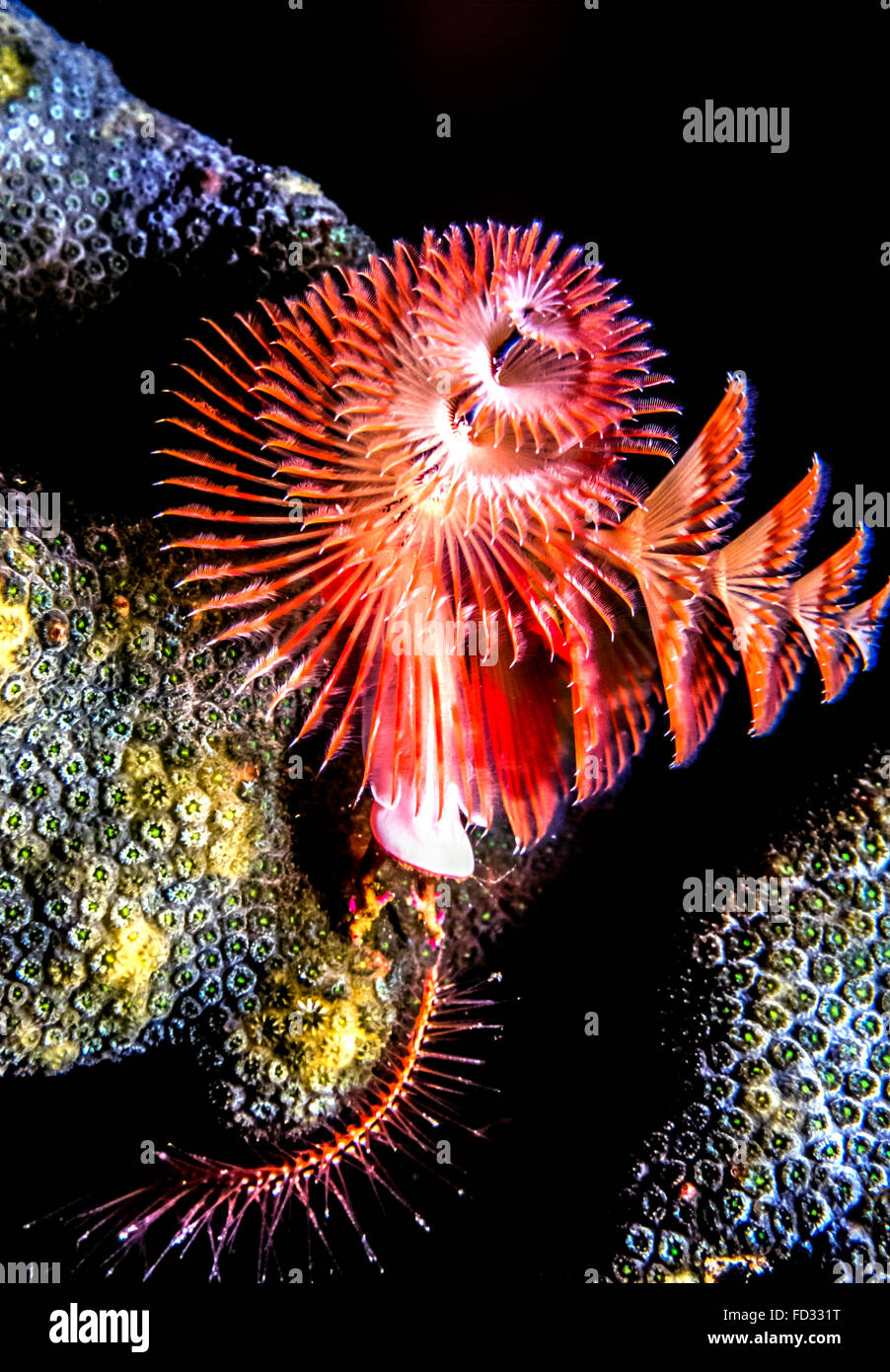 Spirobranchus giganteus, commonly known as Christmas tree worms, are ...