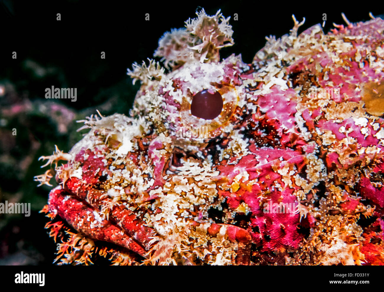 Synanceia is a genus of fish of the family Synanceiidae, the ...