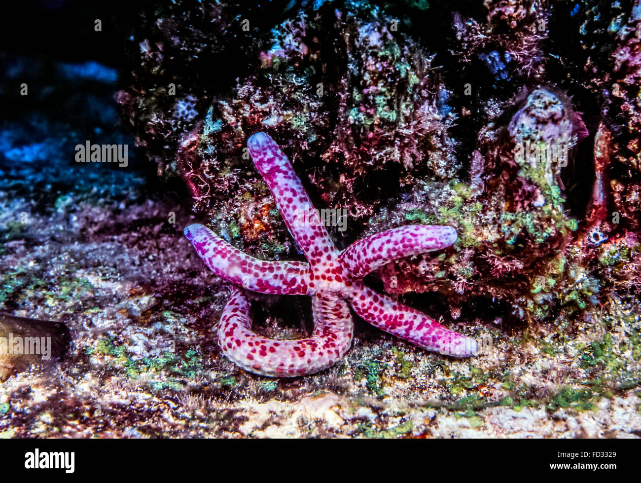 Phylum Echinodermata Starfish
