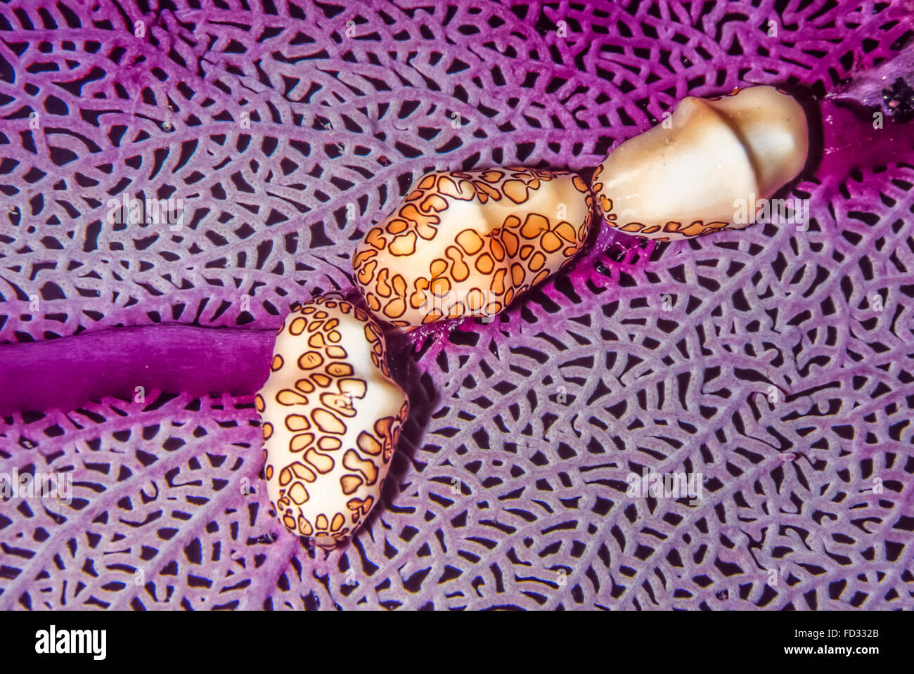 flamingo tongue snail, scientific name Cyphoma gibbosum, is a species ...