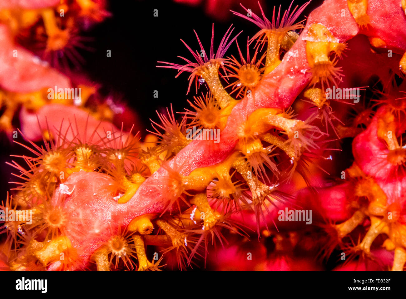 Coral polyp hi-res stock photography and images - Alamy