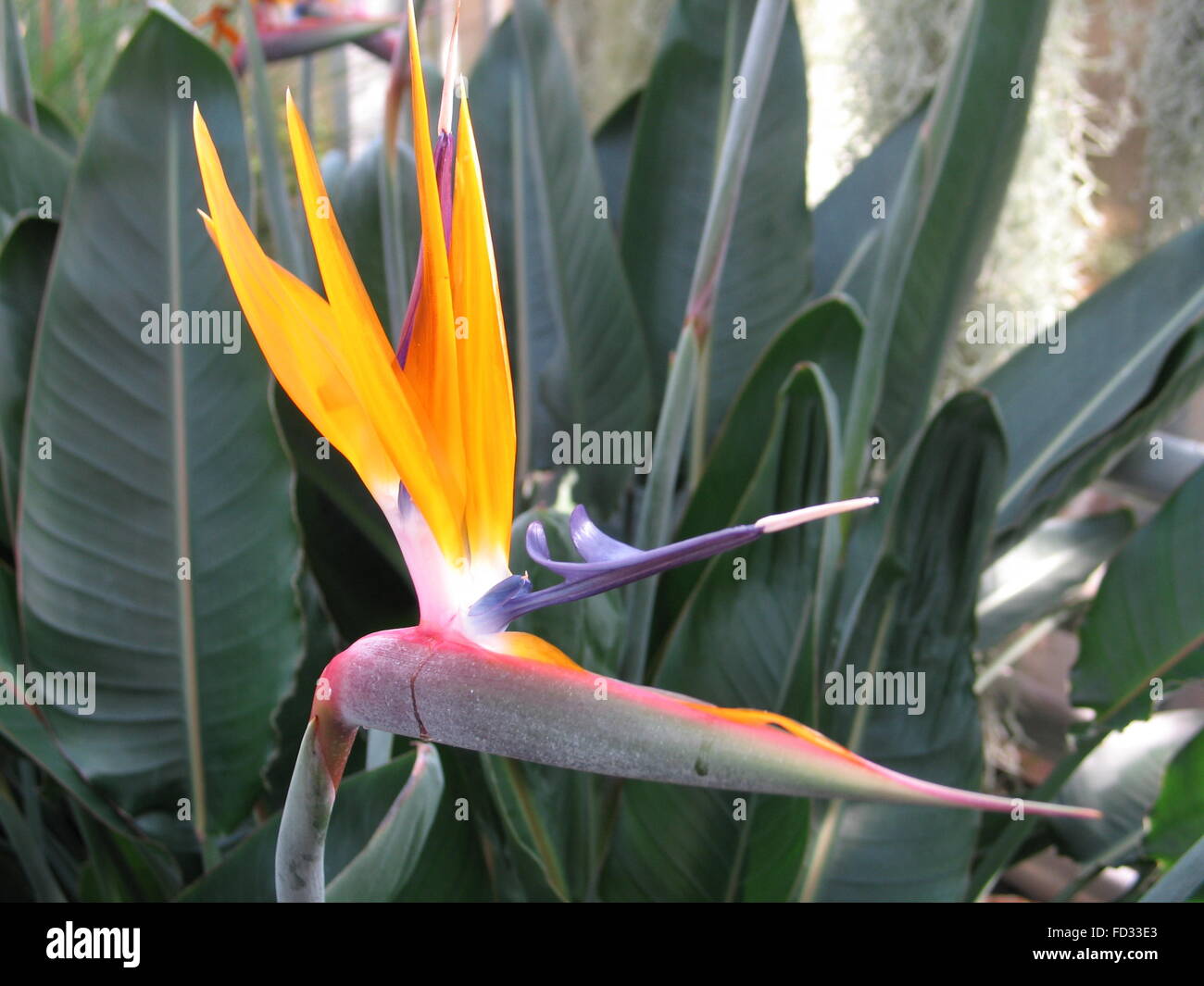 paradise bird flower, Bonn, Germany, botanic garden Stock Photo - Alamy