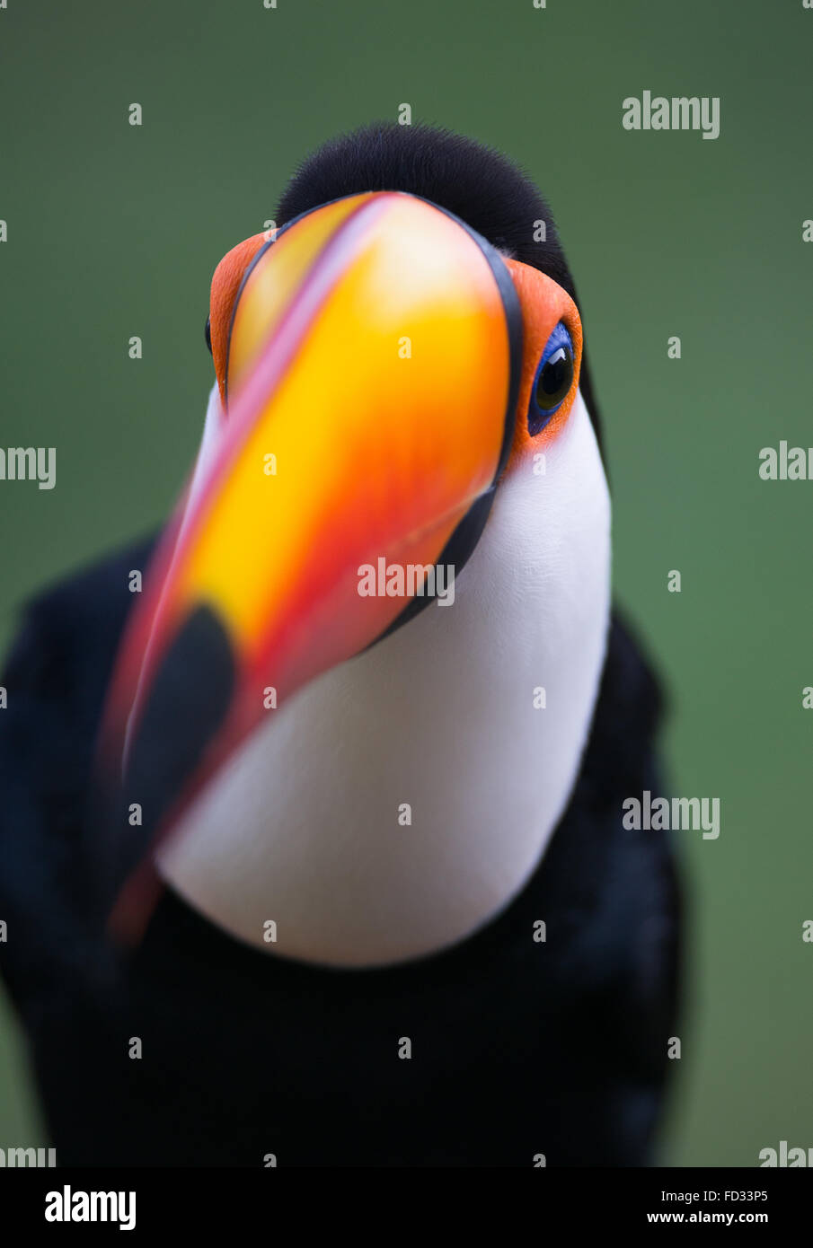 Toco toucan hi-res stock photography and images - Alamy