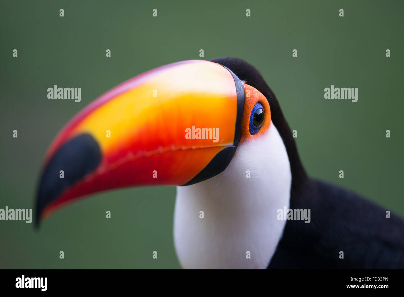 Toco toucan hi-res stock photography and images - Alamy
