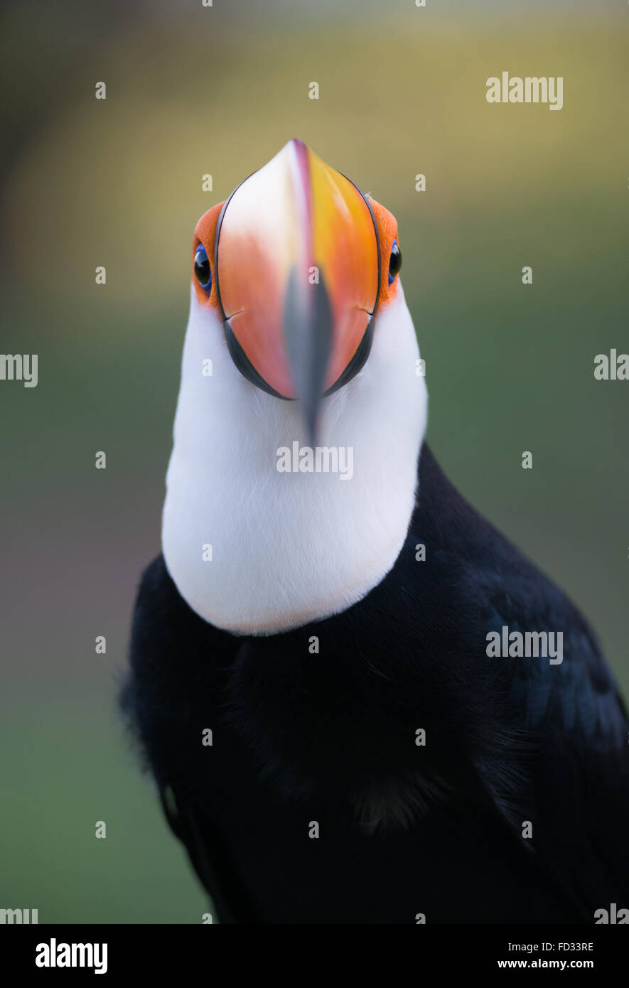 Close view toucan toco hi-res stock photography and images - Alamy