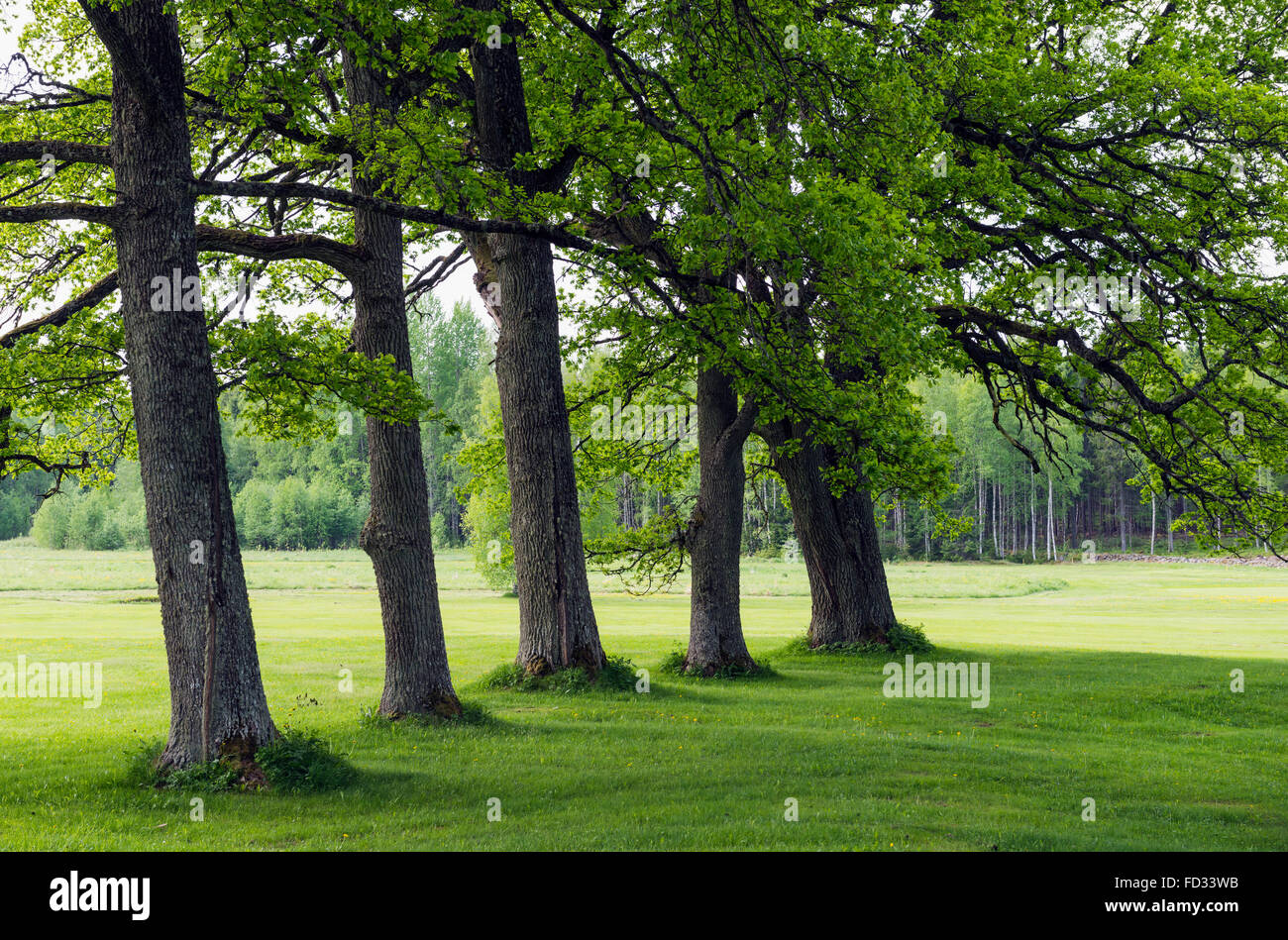 Trees on golf course Stock Photo - Alamy