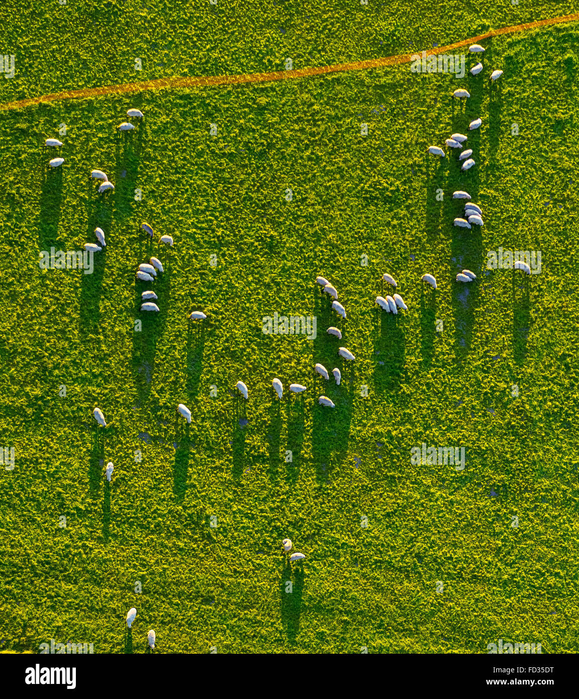 Aerial view herd sheep hi-res stock photography and images - Alamy