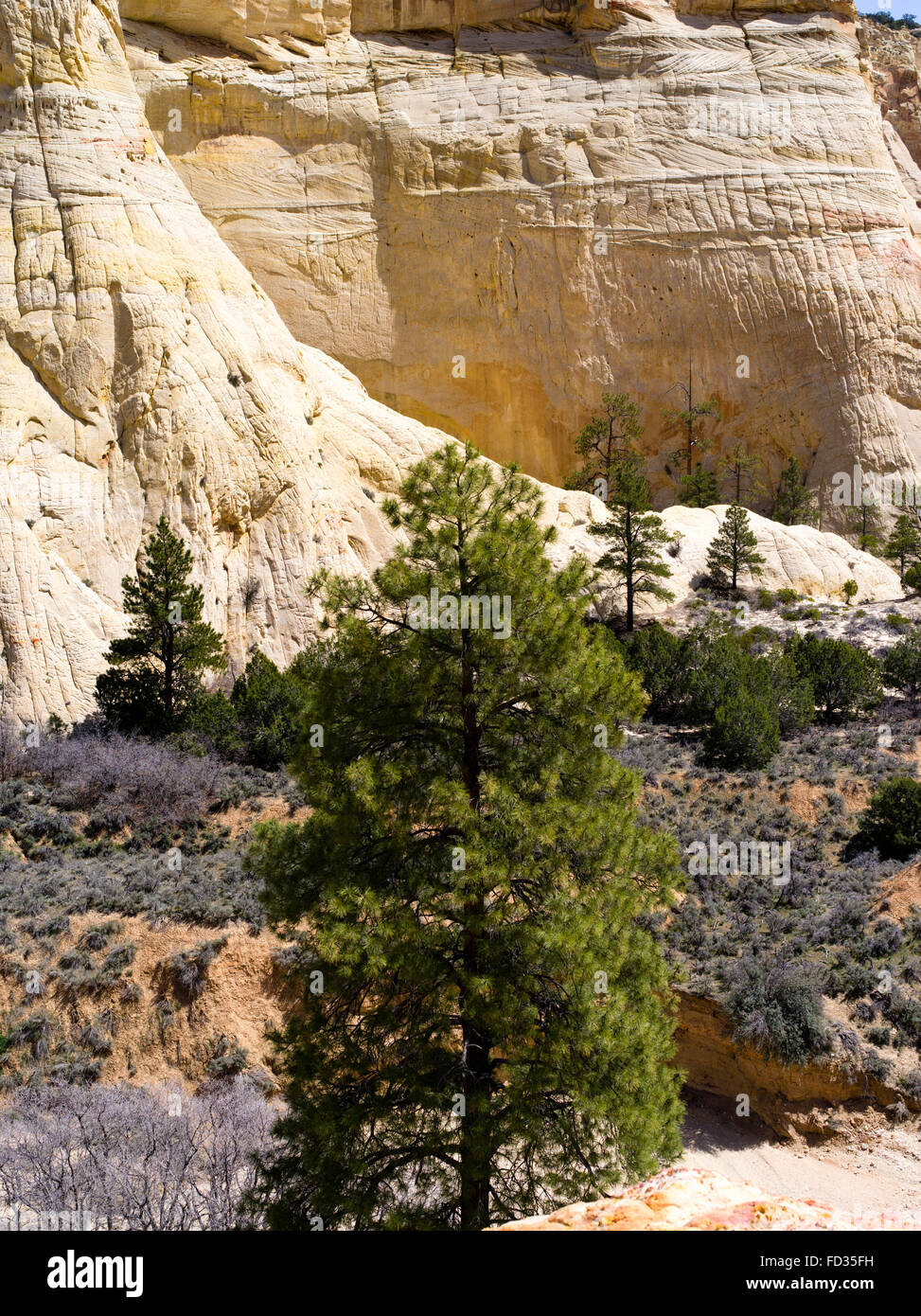 The cross-bedded sandstone walls of Lick Wash, Grand Staircase ...
