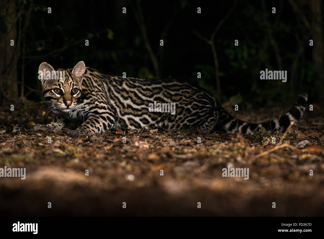 A wild Ocelot from the forests of Brazil Stock Photo - Alamy