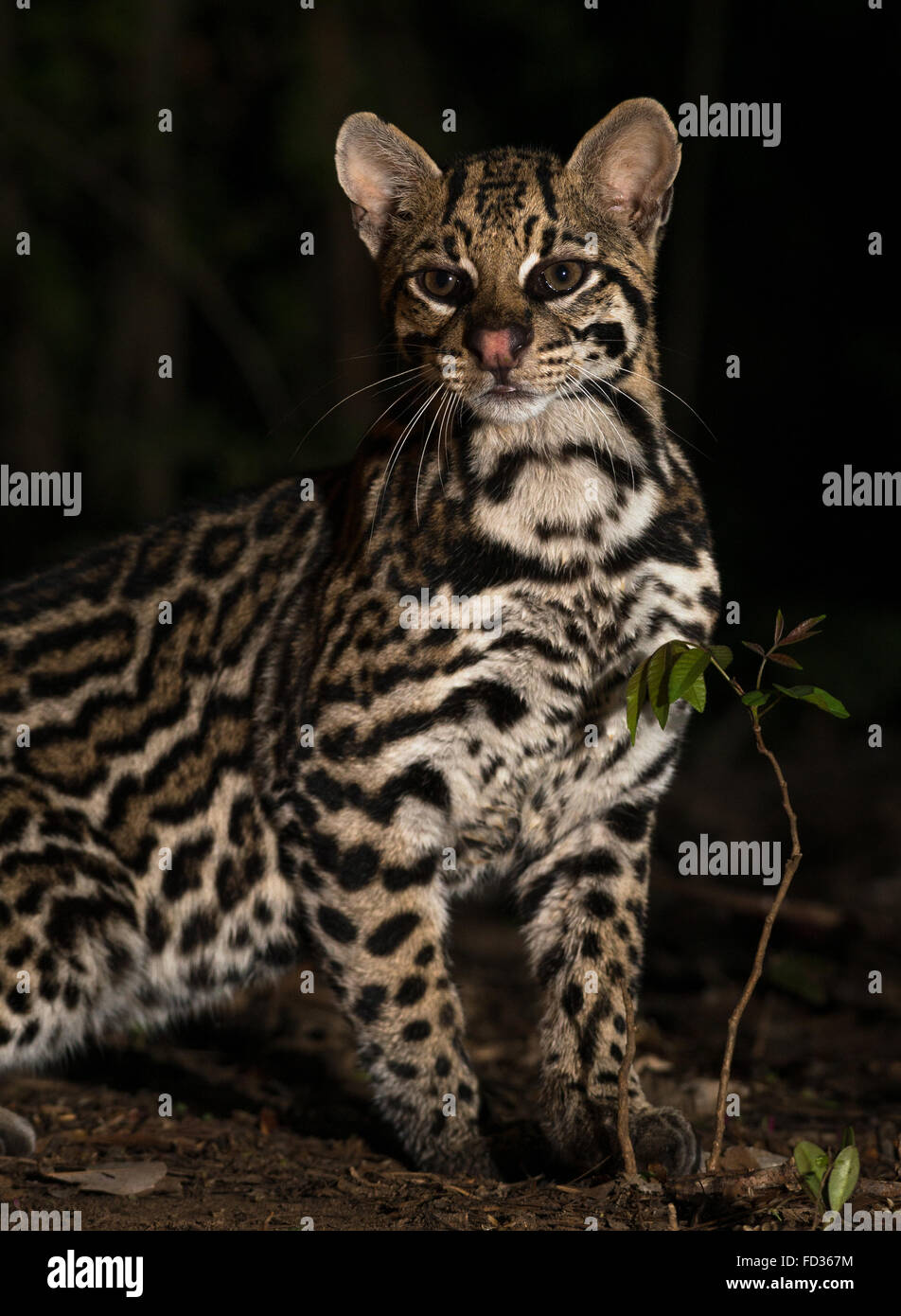 Ocelot Kitten In The Wild