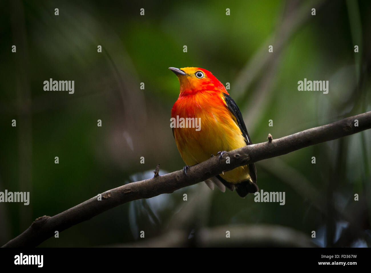 Manakin hi-res stock photography and images - Alamy