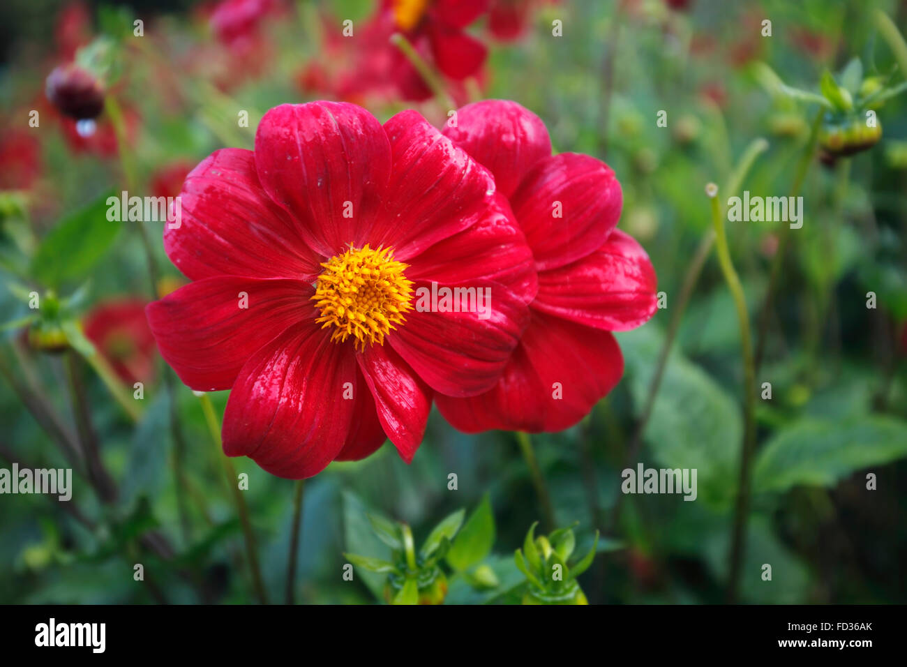 Firebird flowers hi-res stock photography and images - Alamy