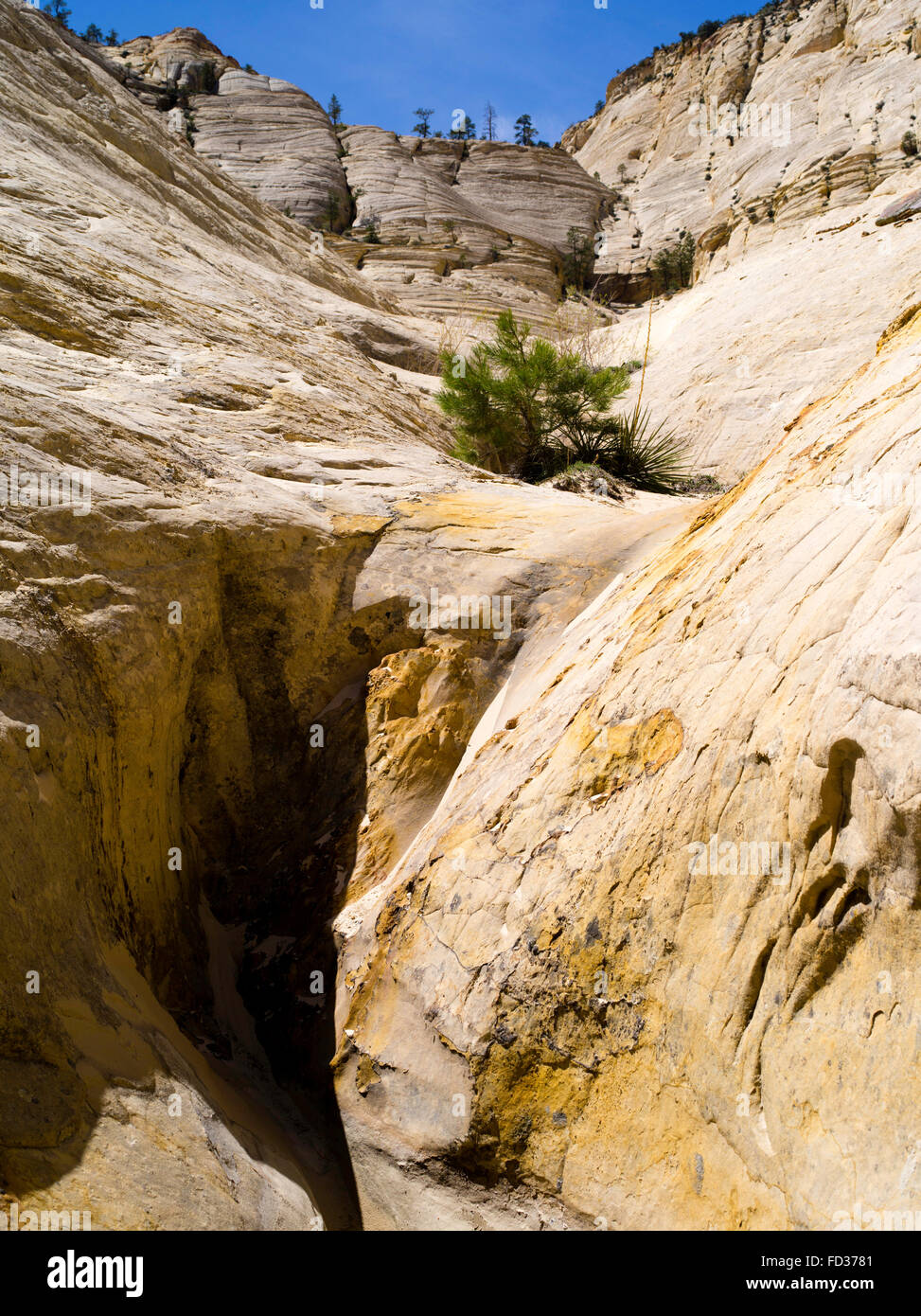The cross-bedded sandstone walls of Lick Wash, Grand Staircase ...