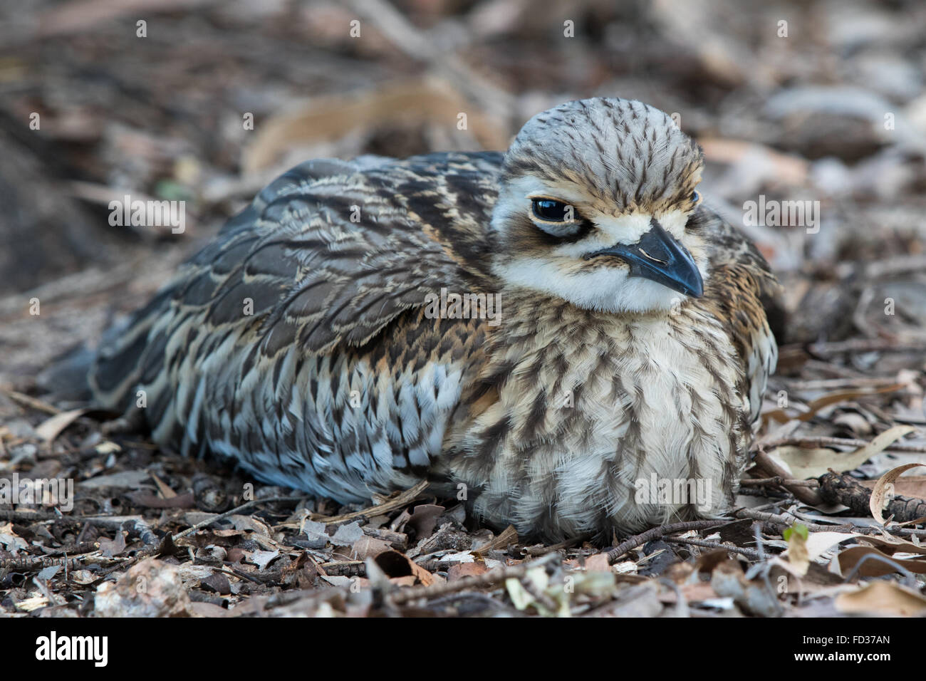 Bush stone curlew hi-res stock photography and images - Alamy