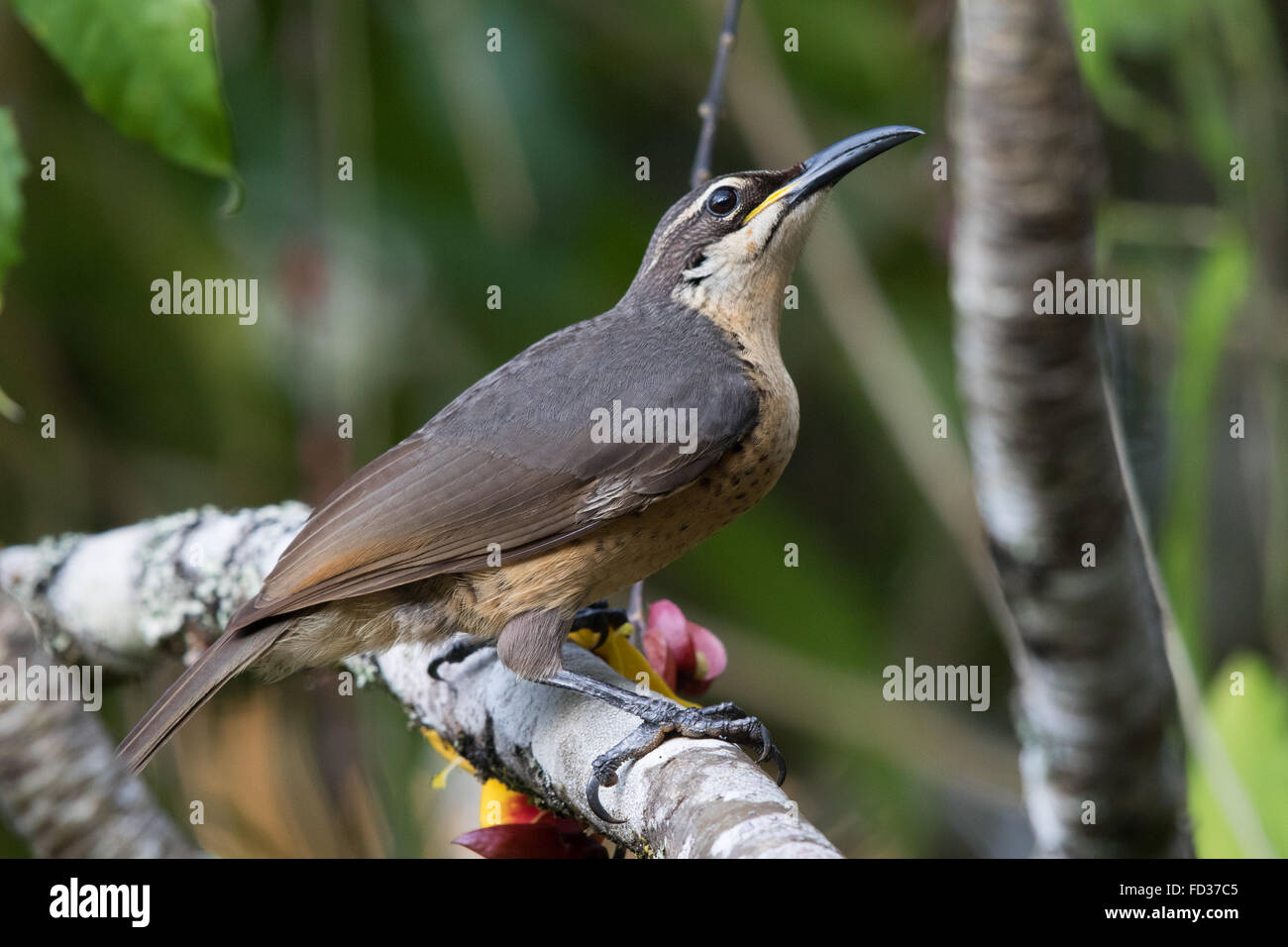 female / immature male Victoria's Riflebird (Ptiloris victoriae Stock ...