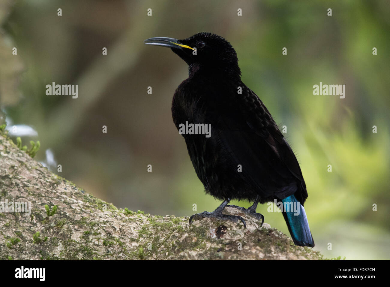 male Victoria's Riflebird (Ptiloris victoriae) perched on a tree trunk ...