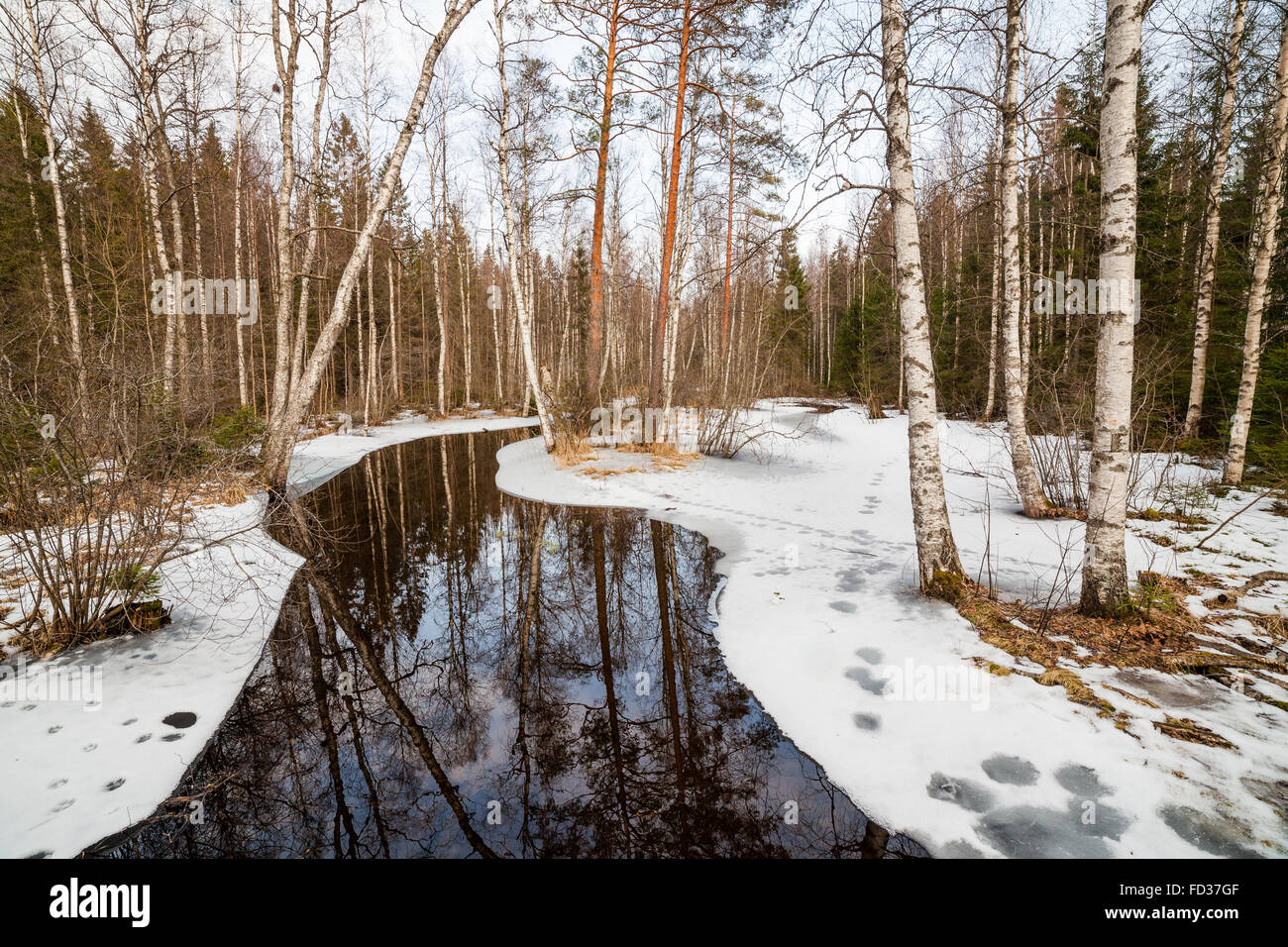 Partially frozen forest river Stock Photo - Alamy