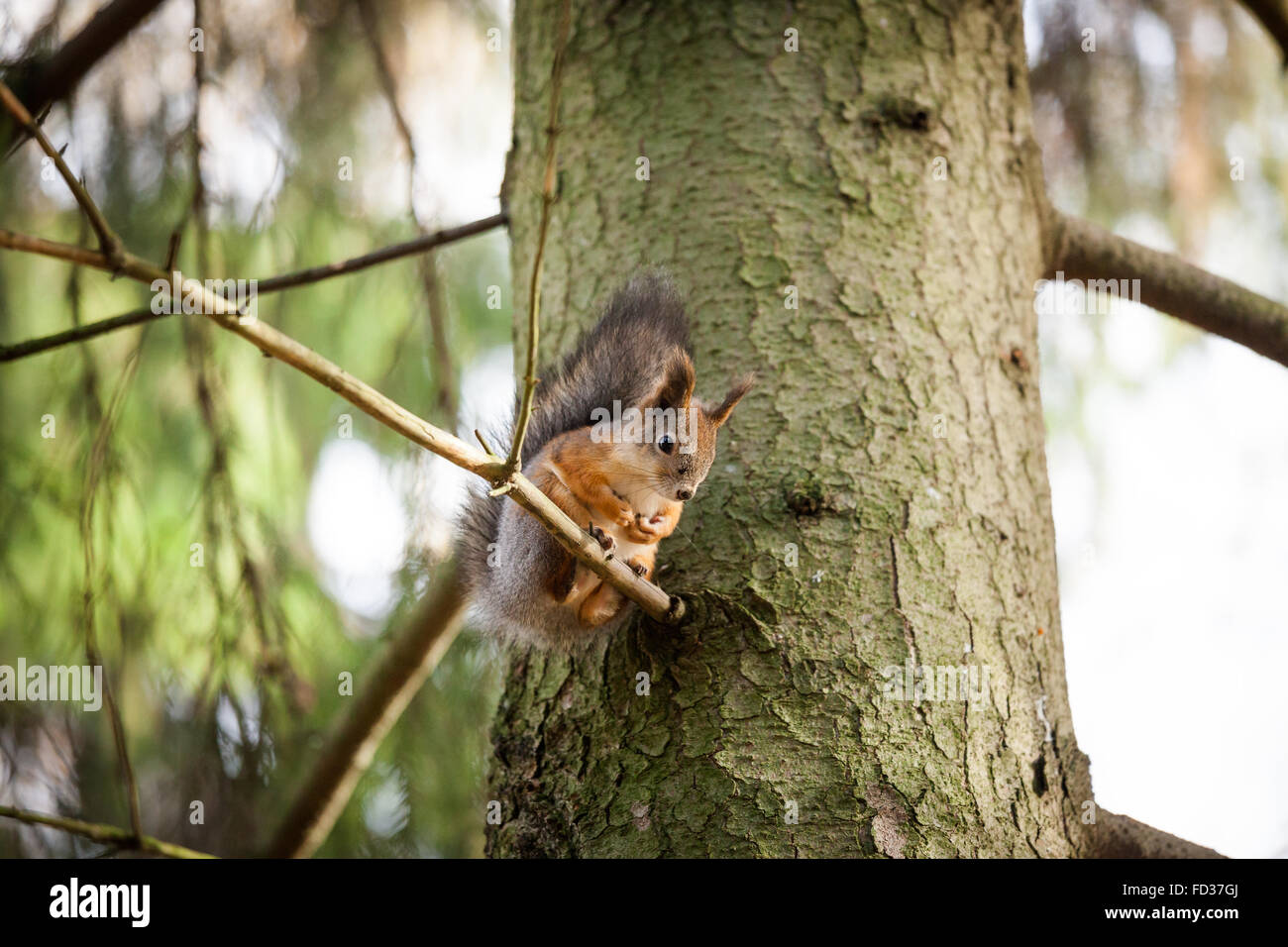 Eurasian red squirrel in the tree Stock Photo - Alamy