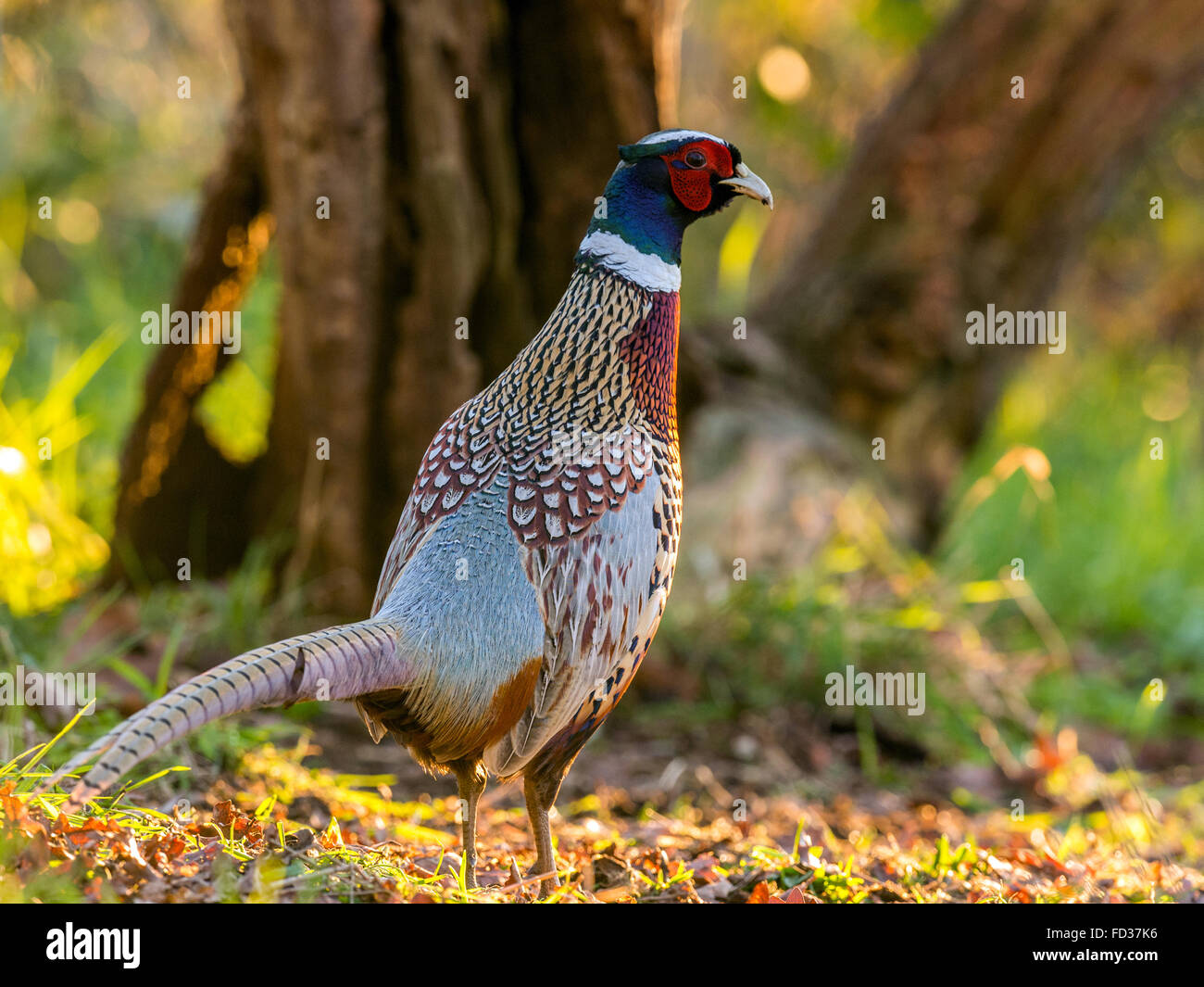 Golden pheasant male uk hi-res stock photography and images - Alamy