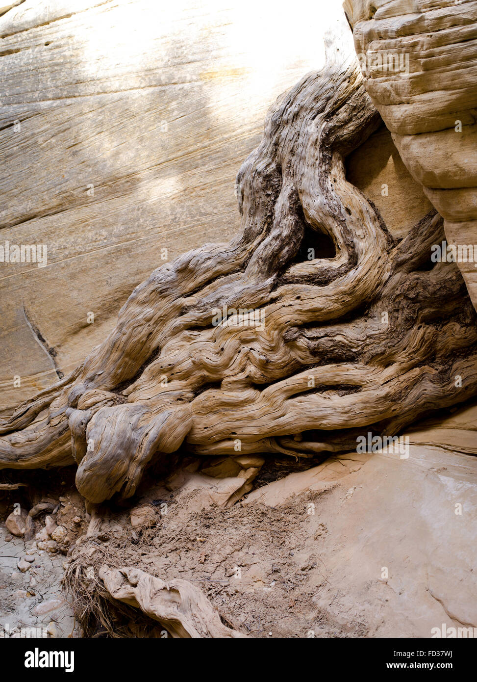 A water-worn tree root appears to exude from the sandstone along Lick ...