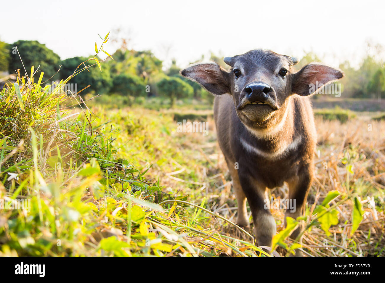 Smile Buffalo Thailand Stock Photo - Alamy