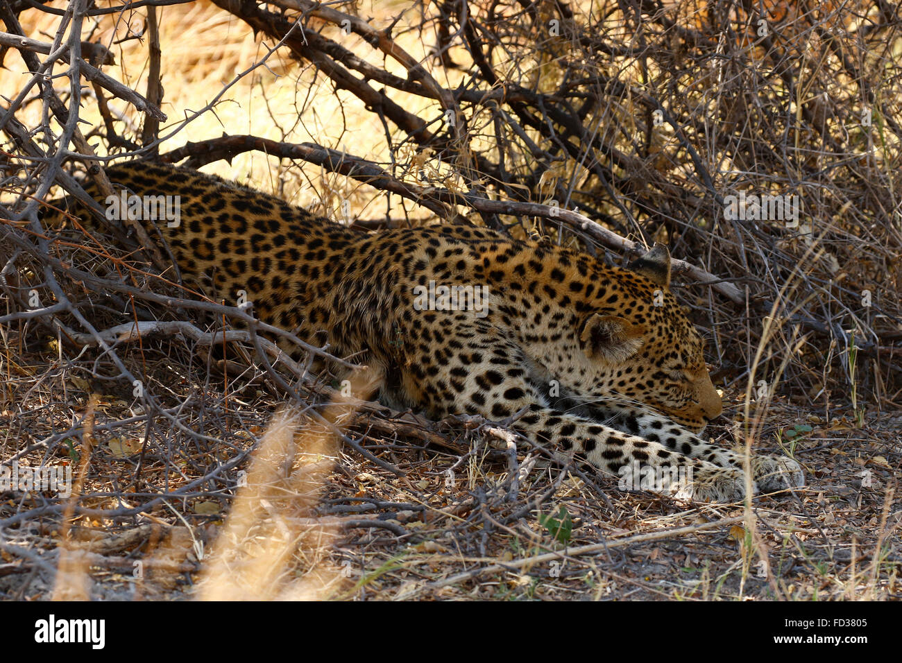 Leopards are agile and stealthy predators. They have massive skulls ...