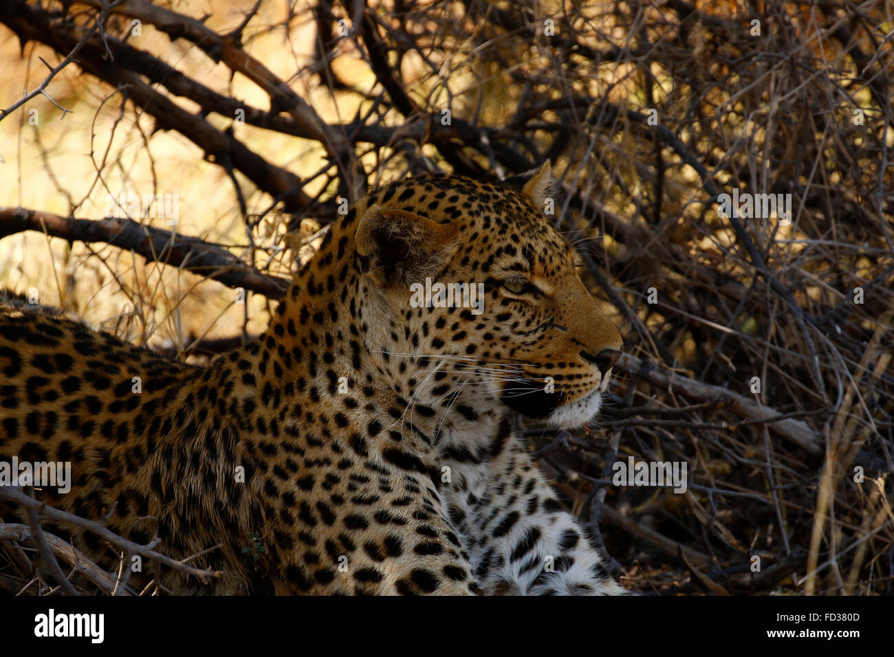 Botswana the leopard is the other big cat in africa hi-res stock ...