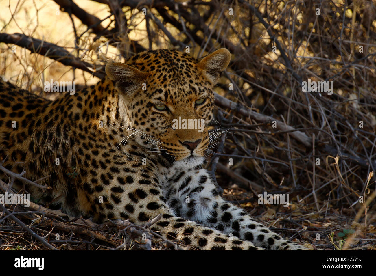 Leopards are agile and stealthy predators. They have massive skulls ...