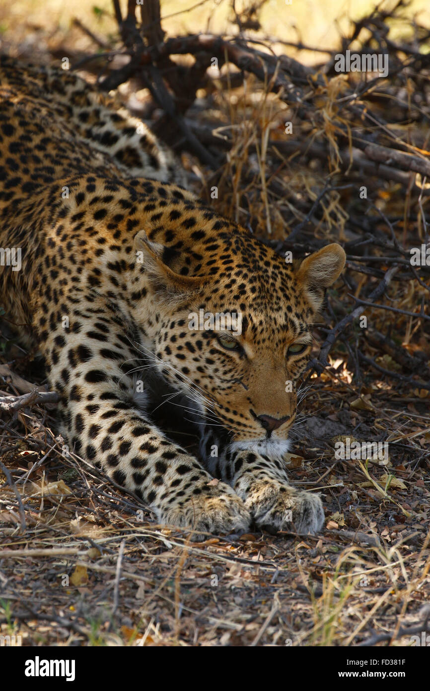 Leopards are agile and stealthy predators. They have massive skulls ...
