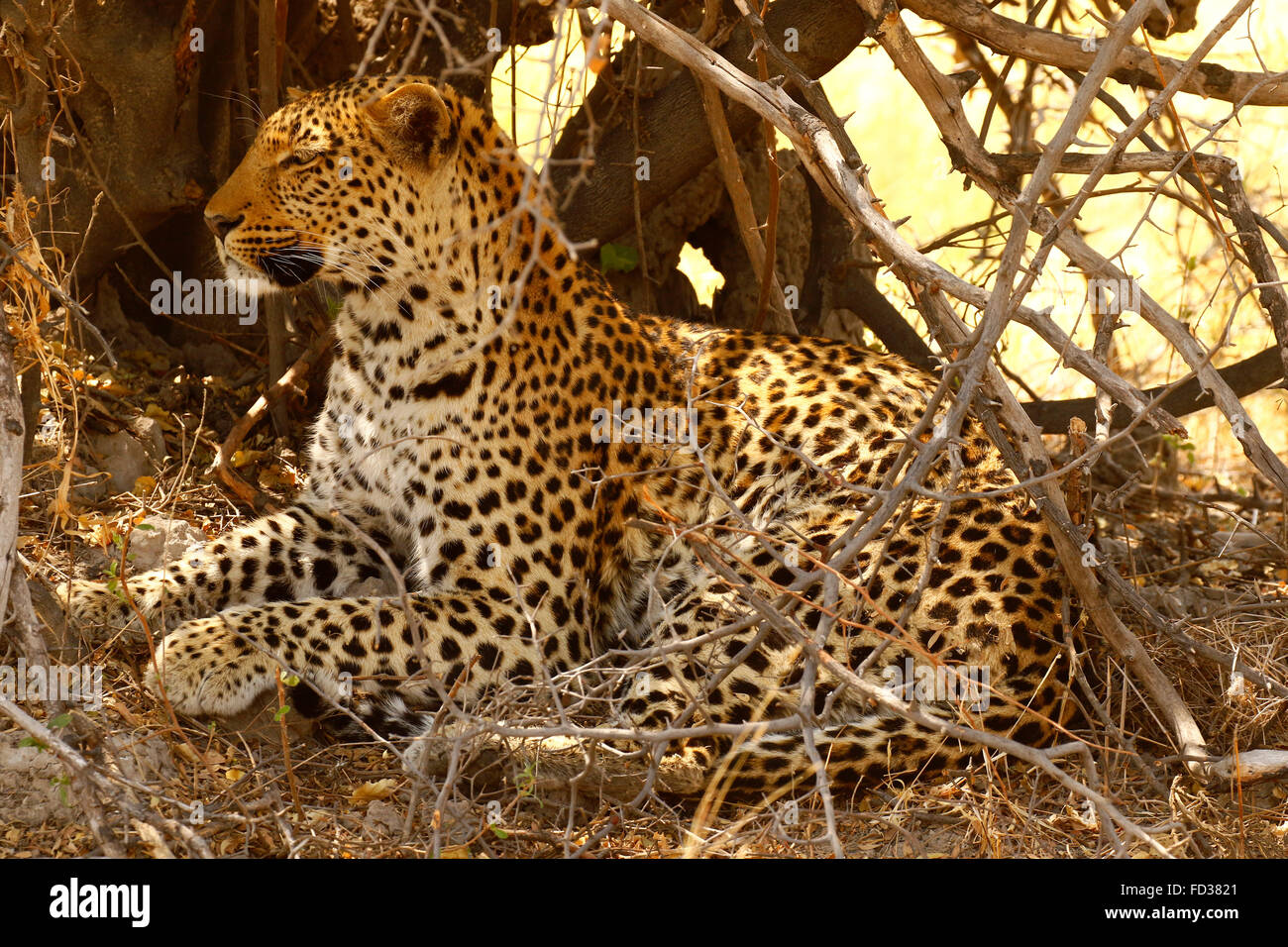 Leopards are agile and stealthy predators. They have massive skulls ...