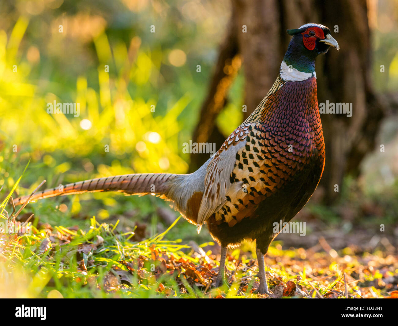 Beautiful Male Ring-necked Pheasant (Phasianus colchicus) foraging in ...