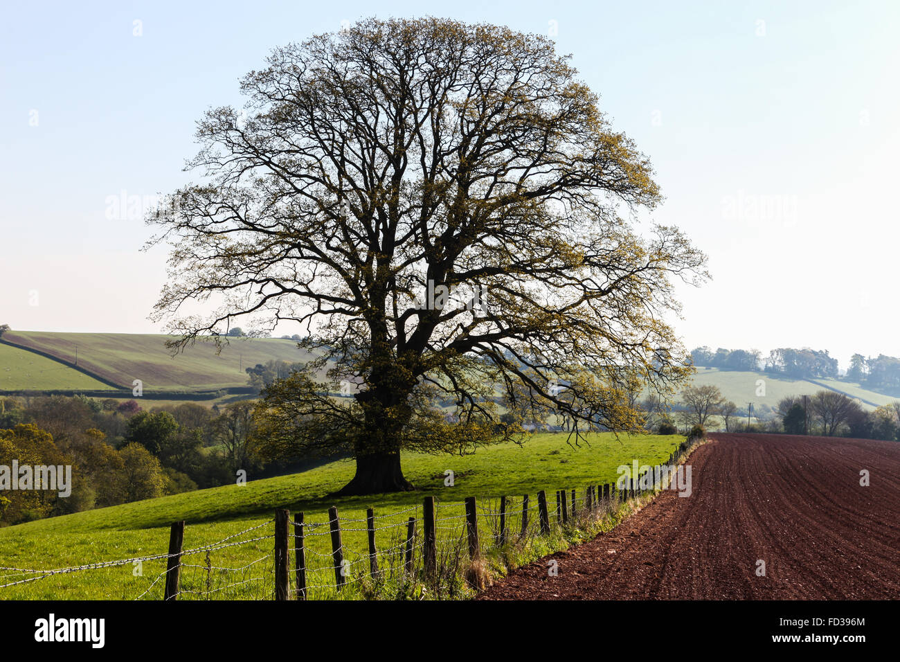 Large single tree hi-res stock photography and images - Alamy