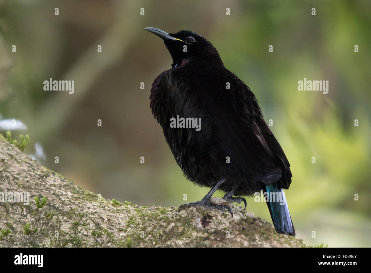 male Victoria's Riflebird (Ptiloris victoriae) perched on a tree trunk ...
